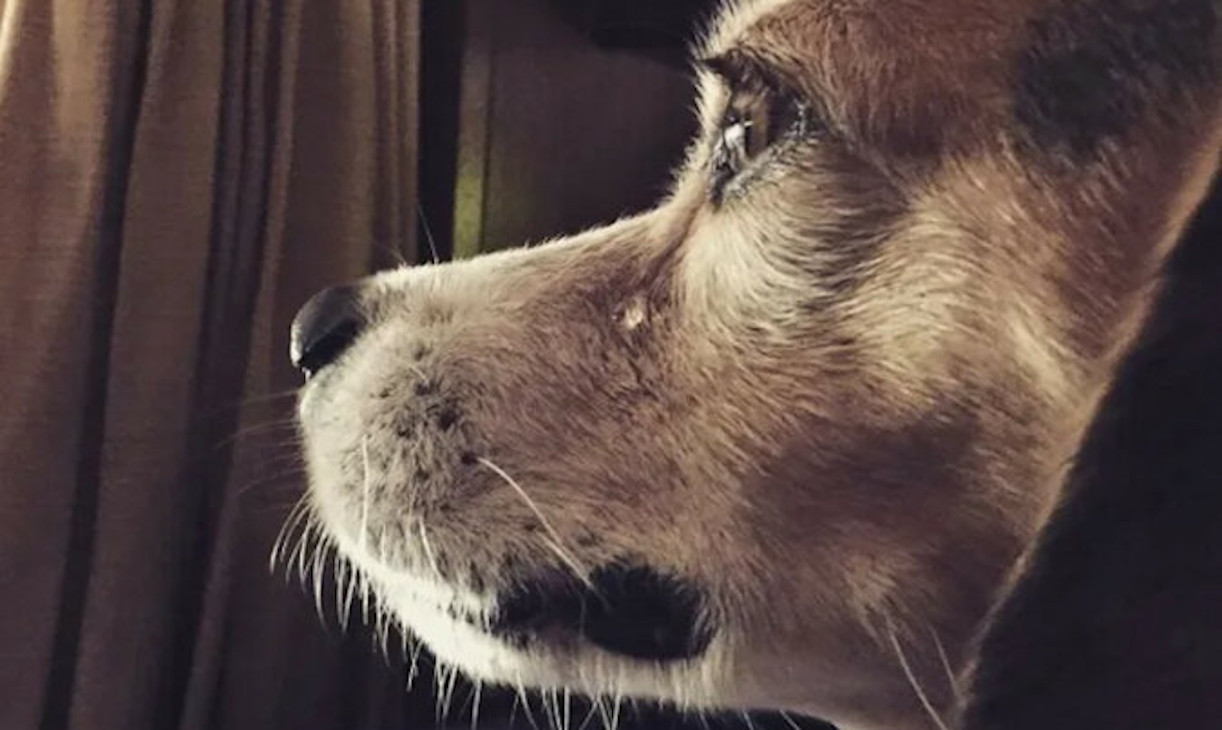 Der vermisste Hund war acht Jahre lang auf der Suche nach seinem ...