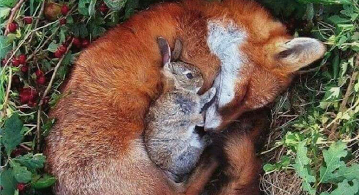 20 Fotos der ungewöhnlichsten Freundschaft in der Tierwelt | Neueste ...